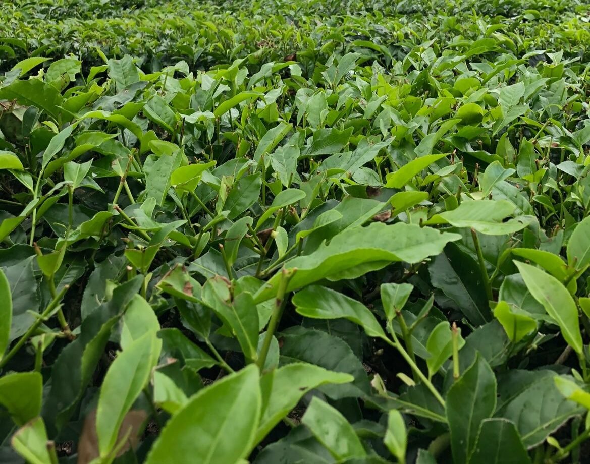 Registro e a produção de chá no Brasil - Catherine Fine Teas
